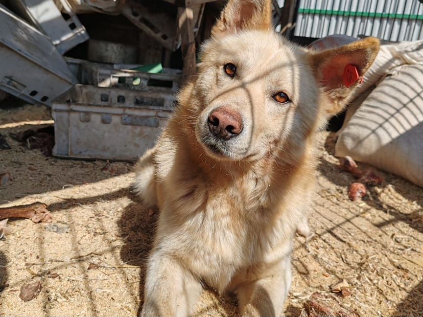 Метис лайки и овчарки, Север