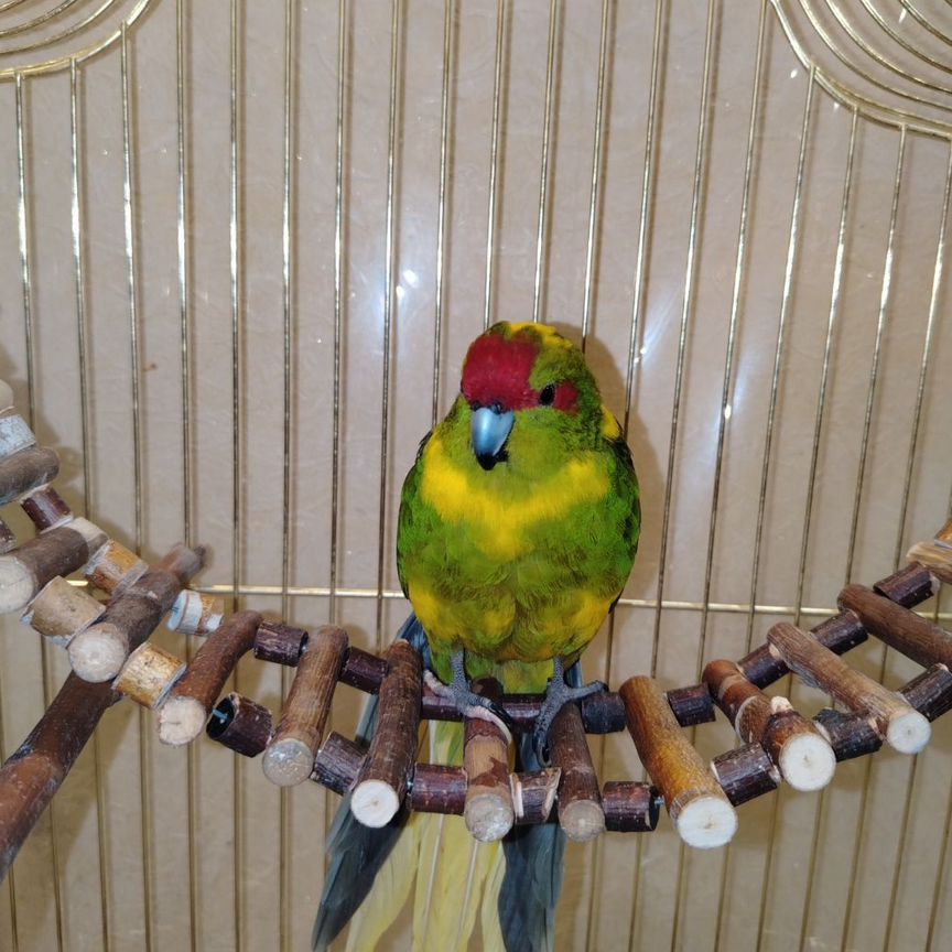 Попугай какарик