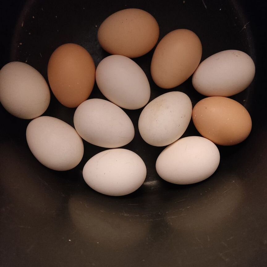 Домашние куриные яйца на инкубатор