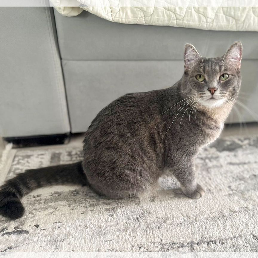 Взрослая, кошка в добрые руки