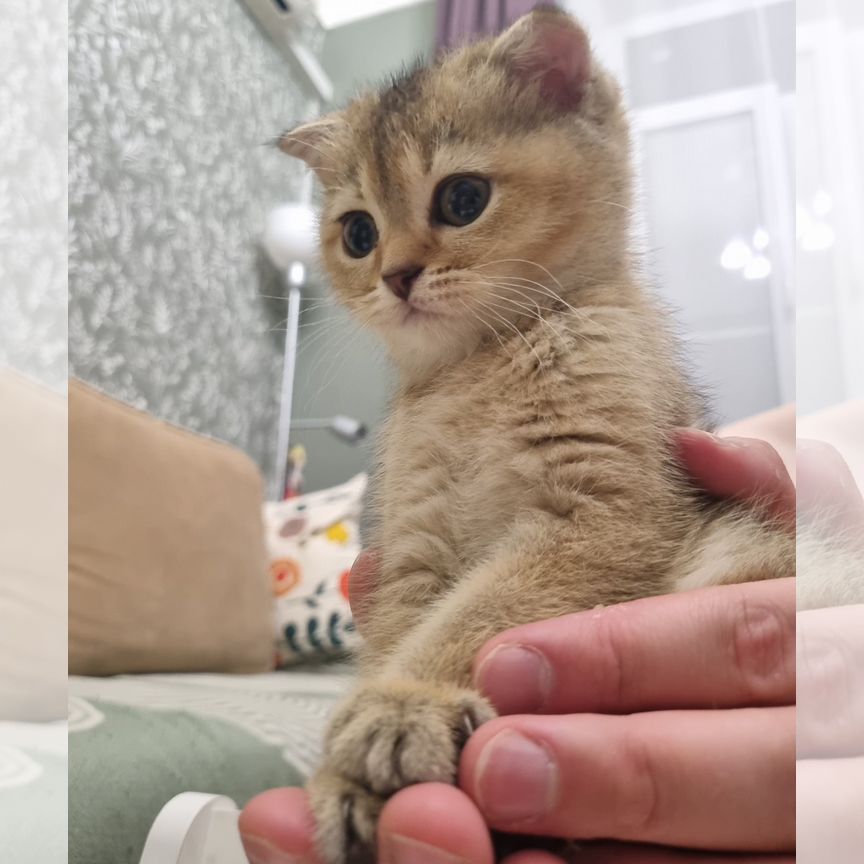 Шотландская вислоухая кошка