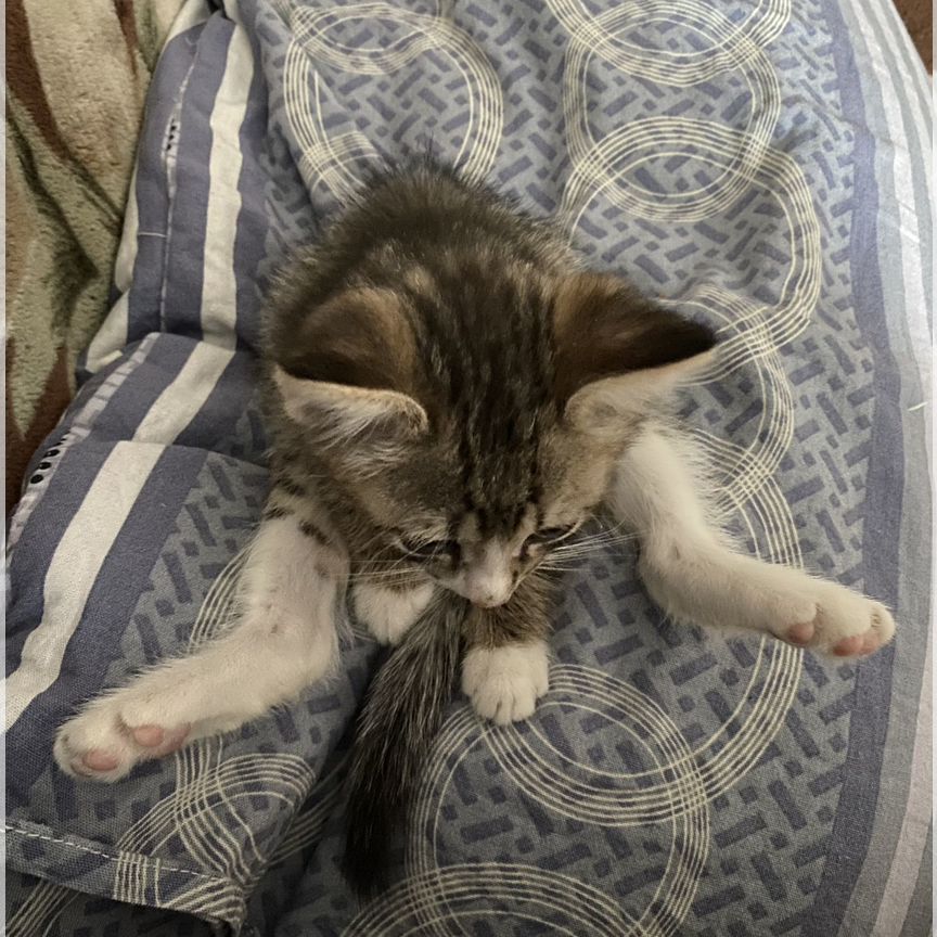 Котёнок в добрые руки