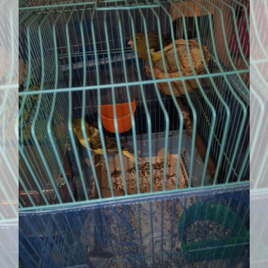 Канарейки