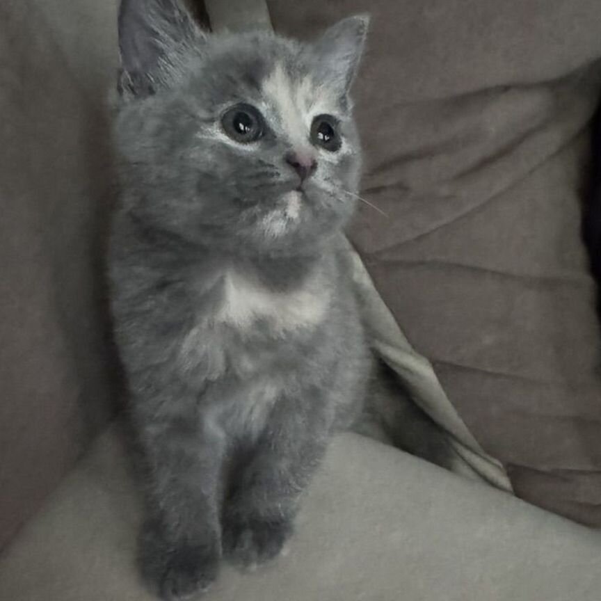 Яванский котёнок