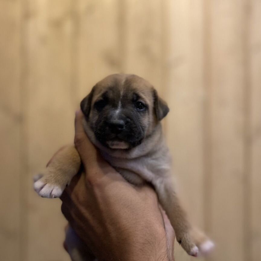 Щенки от маленькой собачки