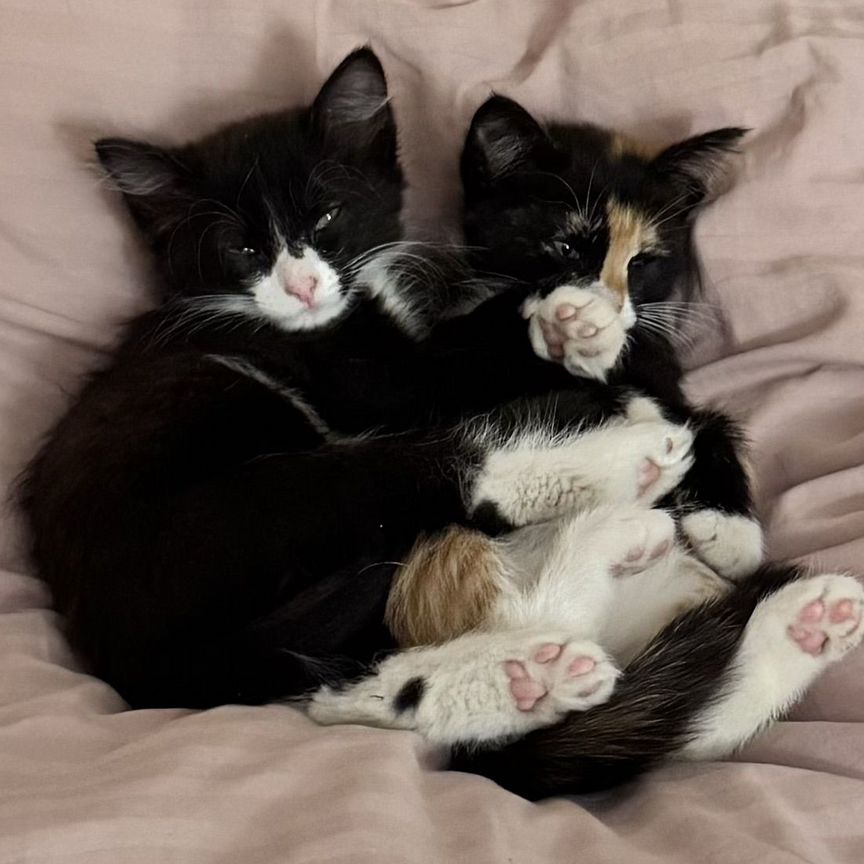 2 котенка