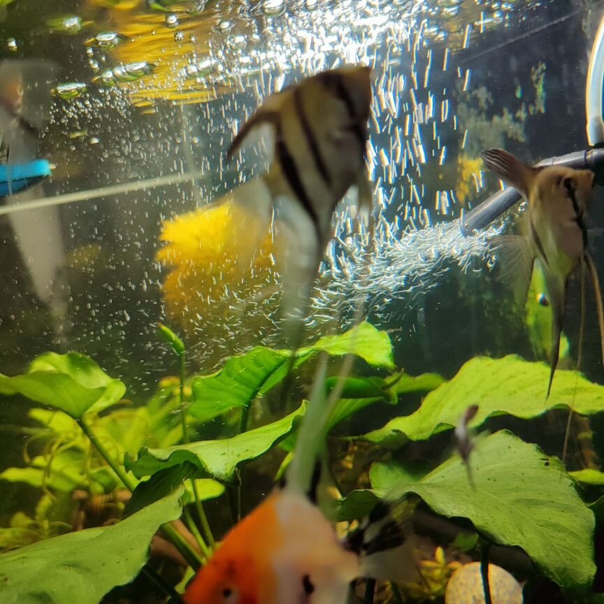 Рыбки скалярии