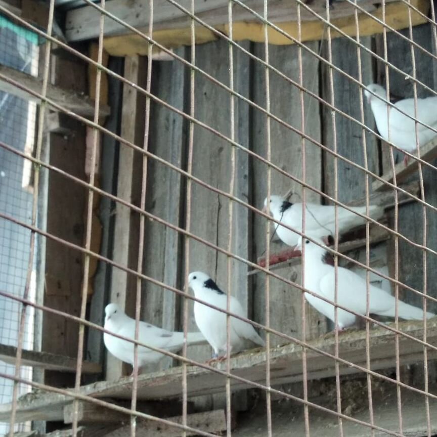 Продажа голубей