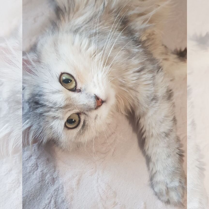 Отдам бесплатно