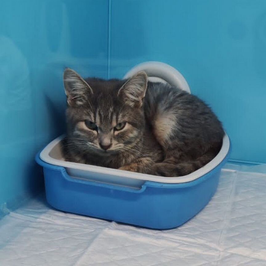 Котëнок 4 мес, устал сидеть в клетке