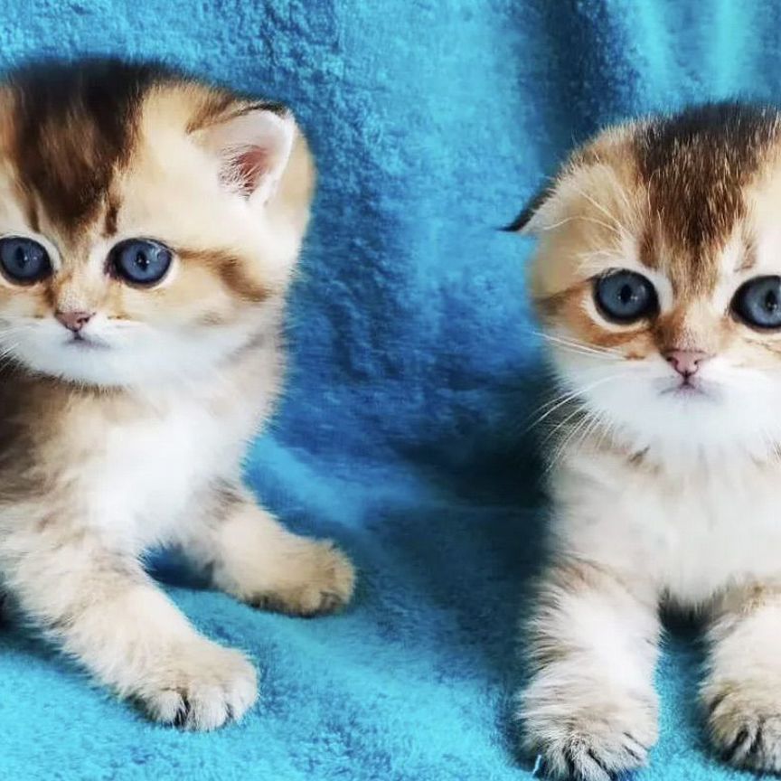 Котята