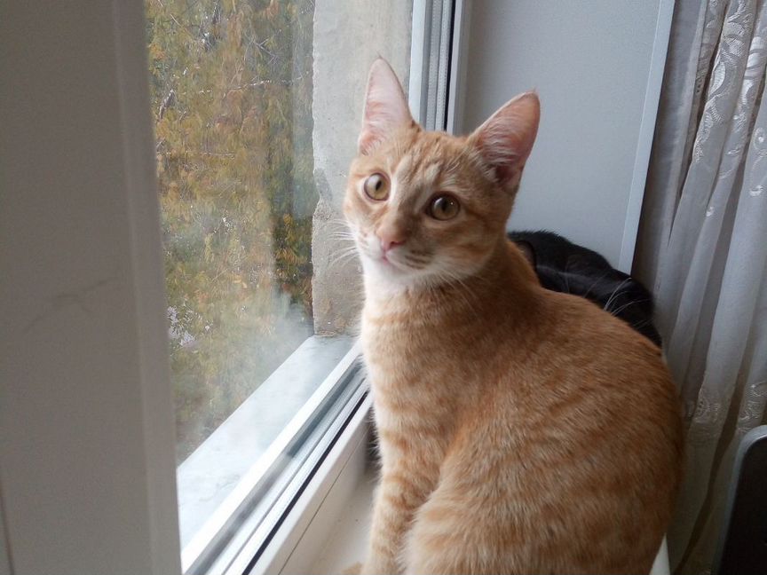 Котята в добрые руки бесплатно