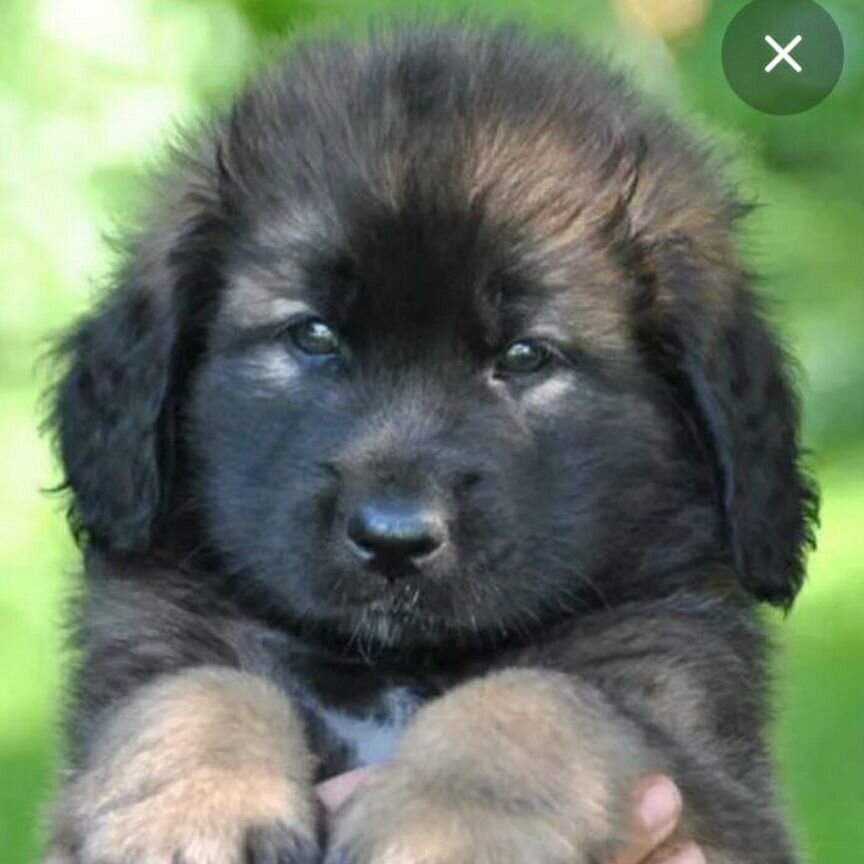 Отдадим щенков крупной породы в добрые руки