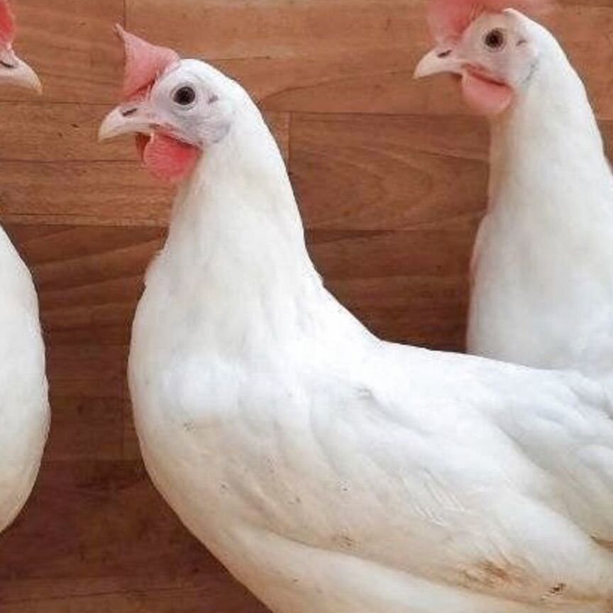 Куры несушки