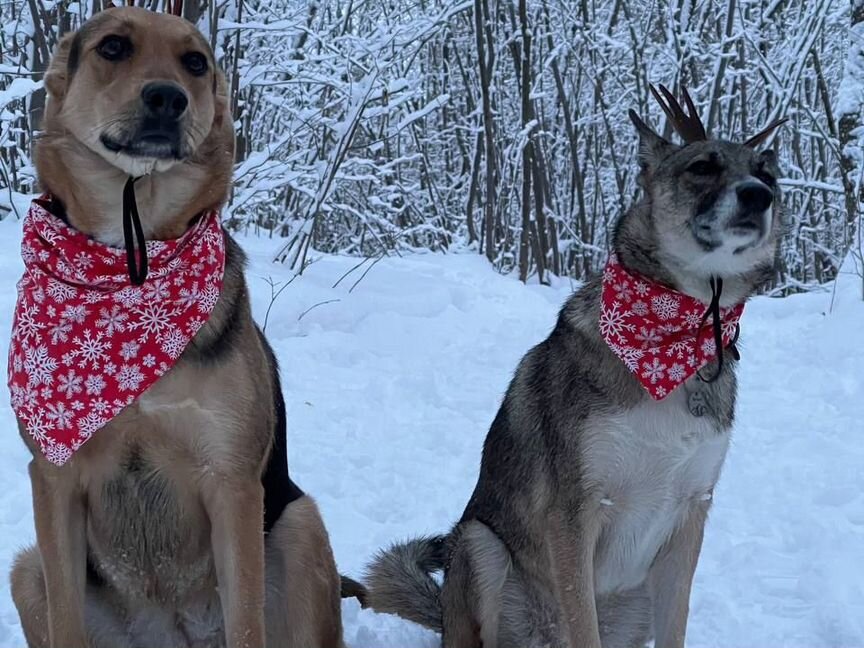 Ошейник для собак новогодний