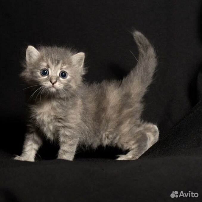 Бойкий котенок-пацаненок