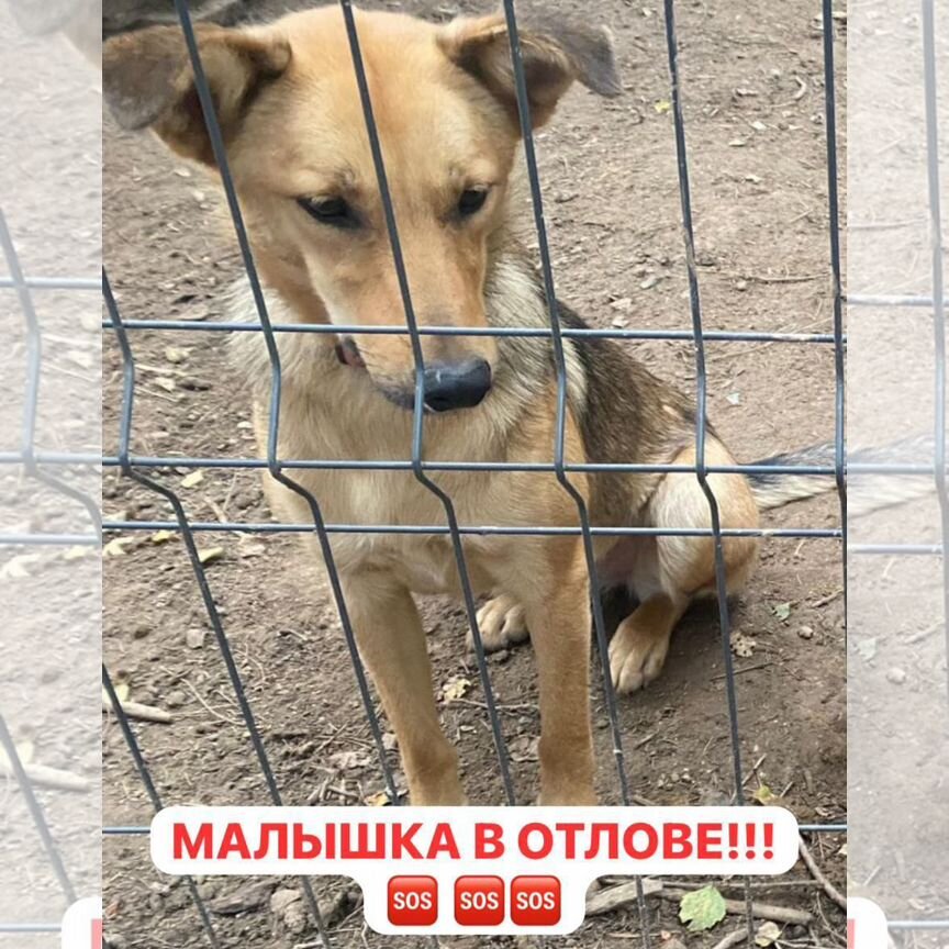 Взрослая собака в добрые руки