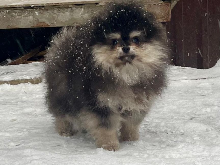 Шикарная дочь Чемпиона России