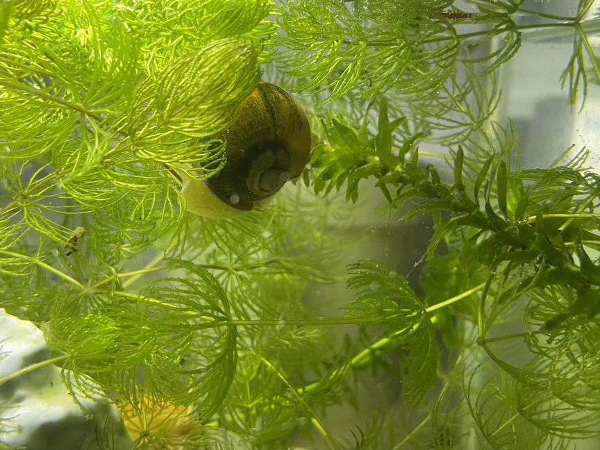 Аквариумное растение