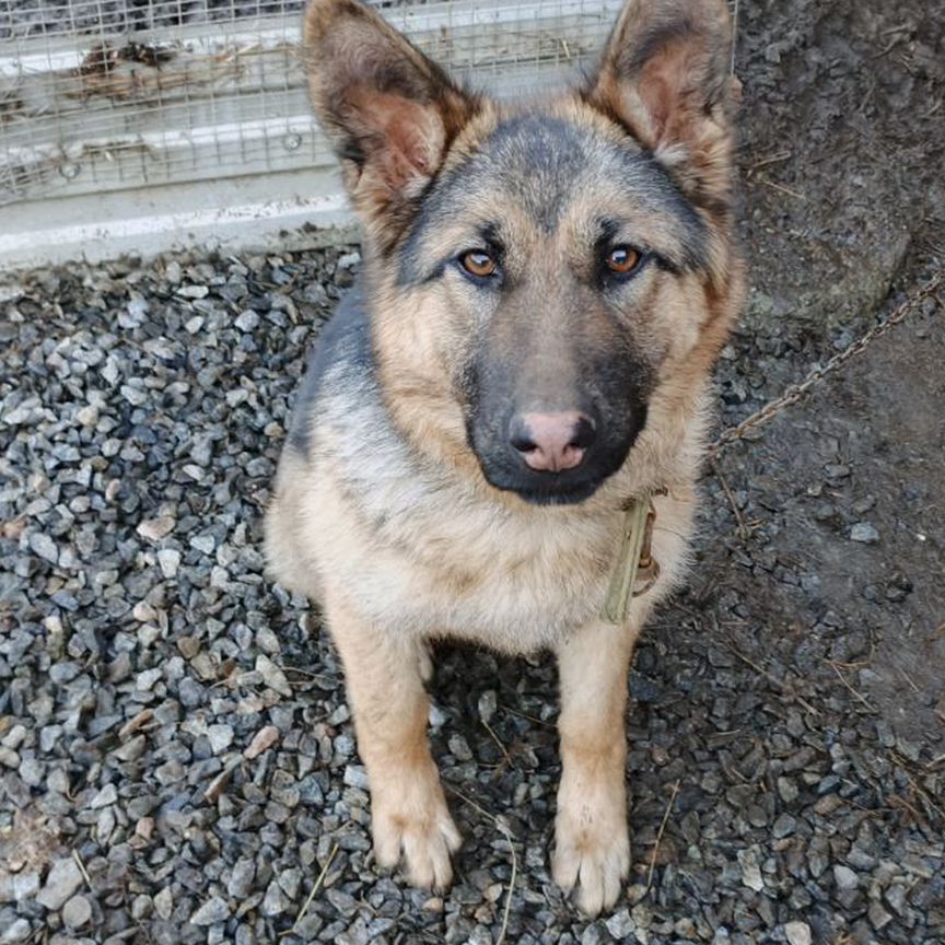 Немецкая овчарка, щенок