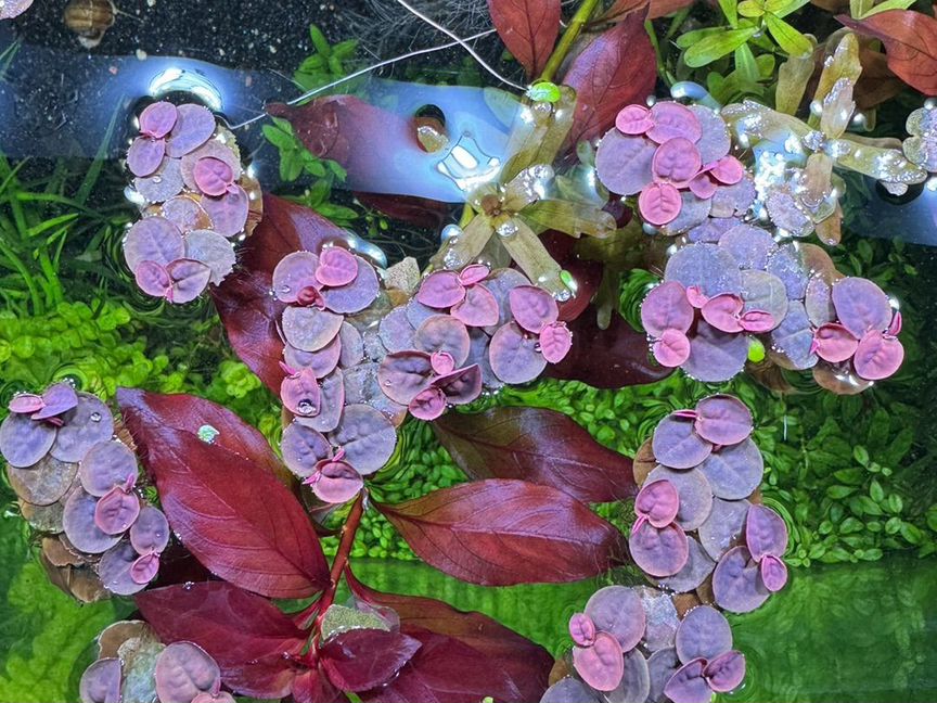 Филантус плавучий