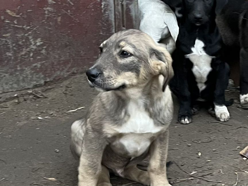 Щенок в добрые руки бесплатно