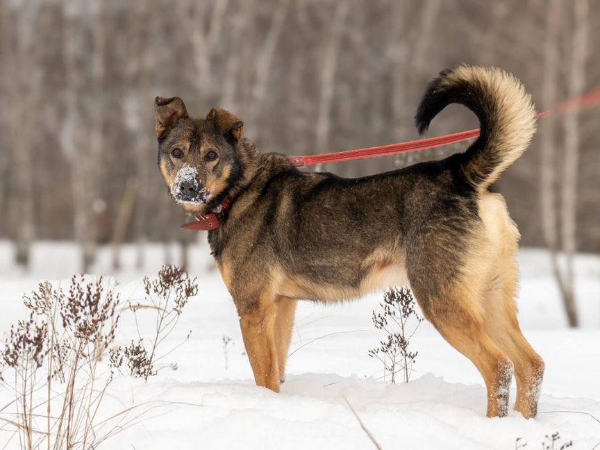 Верный друг оказался в приюте