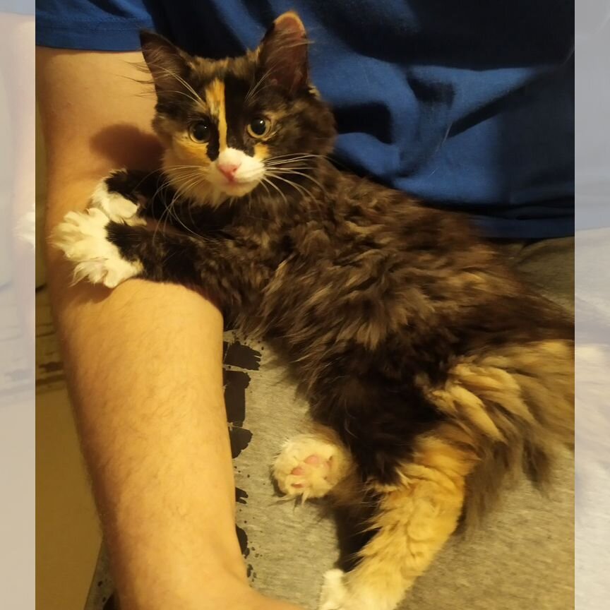 Котёнок в добрые руки