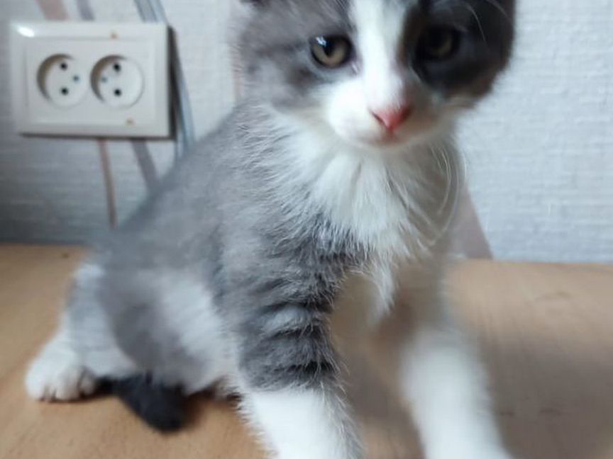 Котята в добрые руки бесплатно
