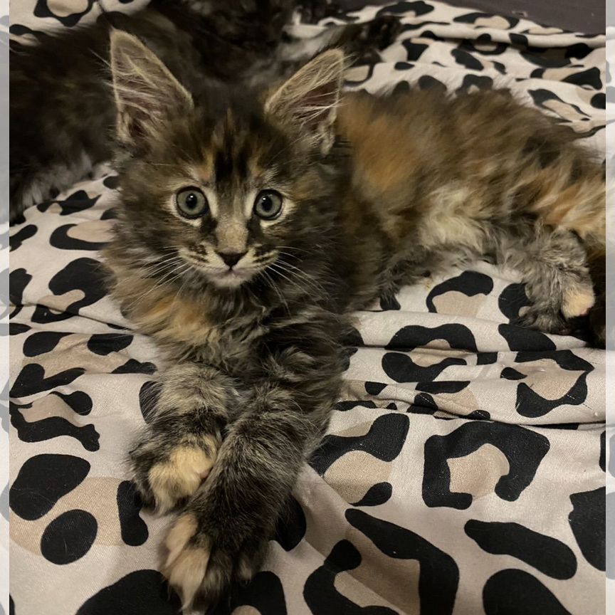 Мейн-кун котёнок