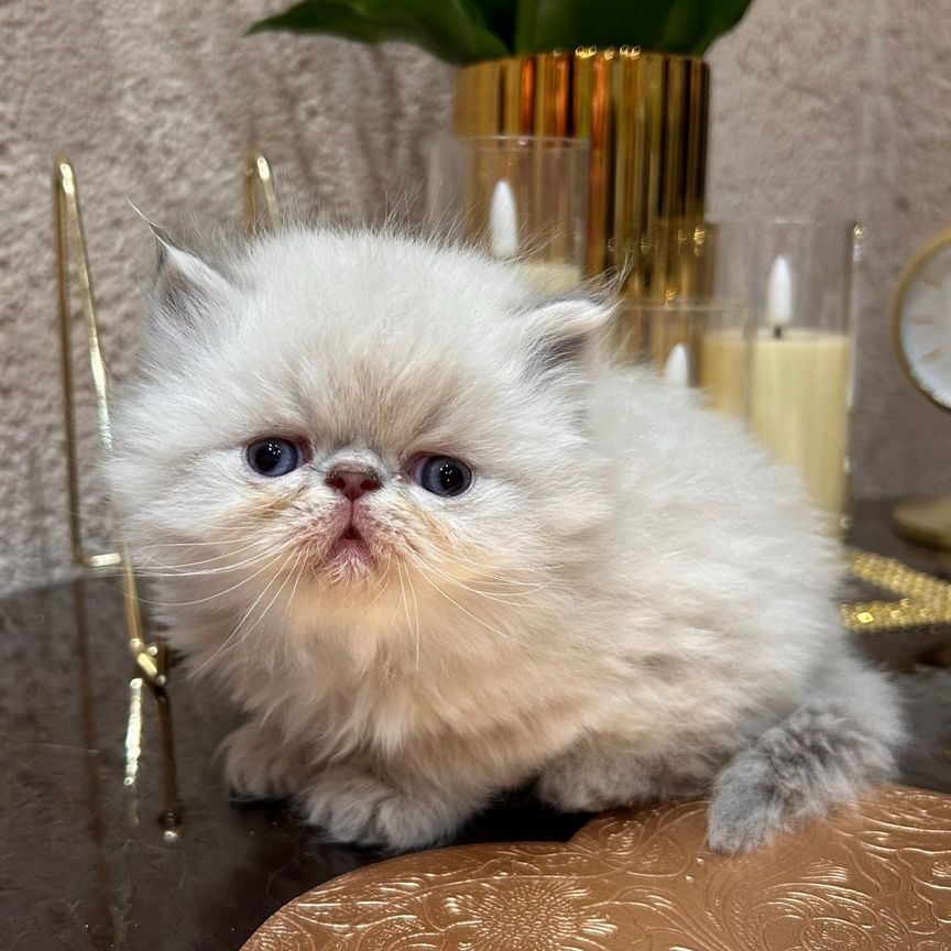 Персидский котенок (голубые глаза)