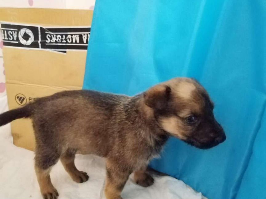 Щенок бесплатно в ответственные руки привезем