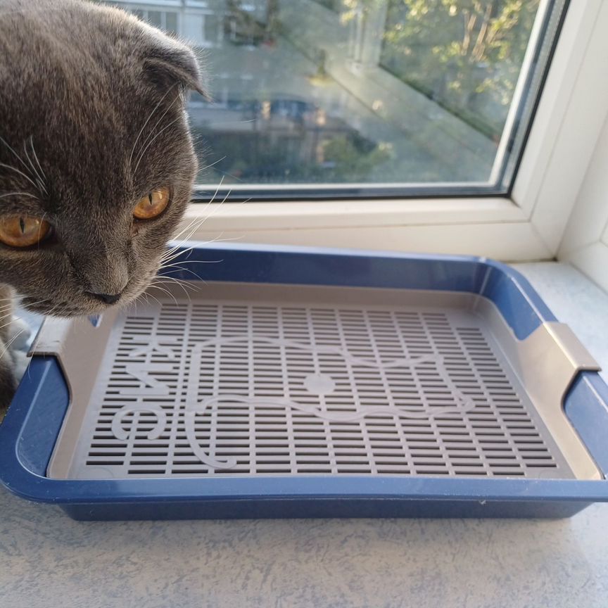 Лоток для котят