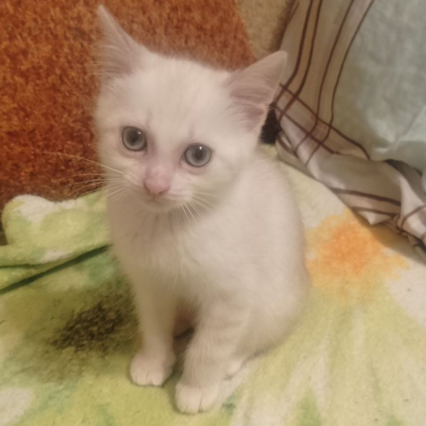 Отдам бесплатно котят,две девочки и два мальчика