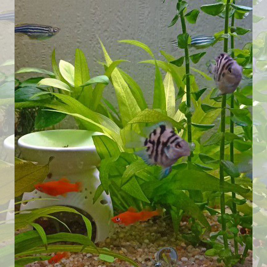 Рыбки попугай, меченосец мальки подростки