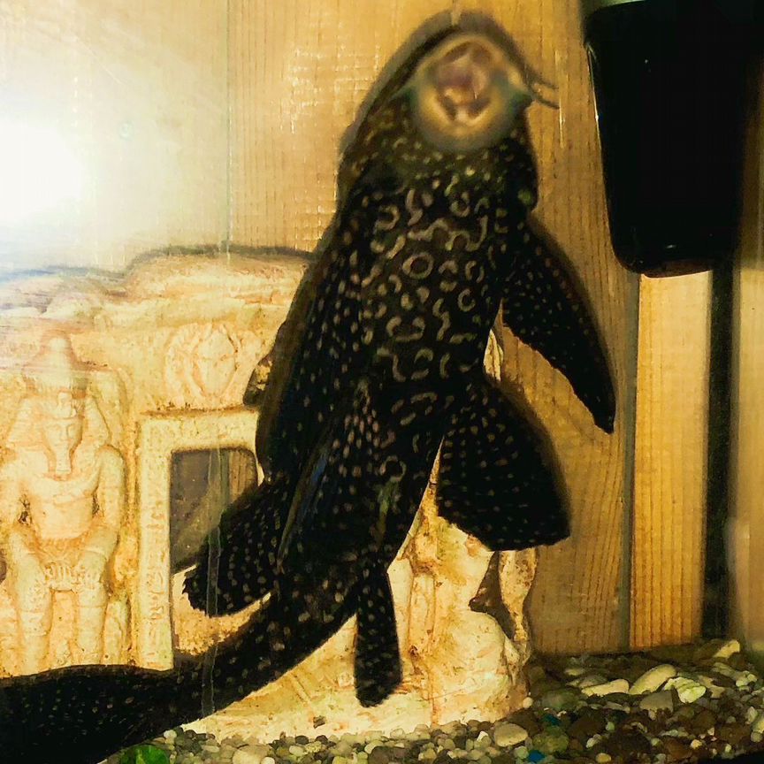 Порчовый сом 30см