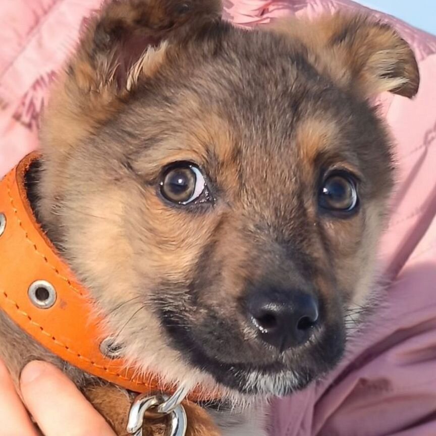 Щенок в добрые руки