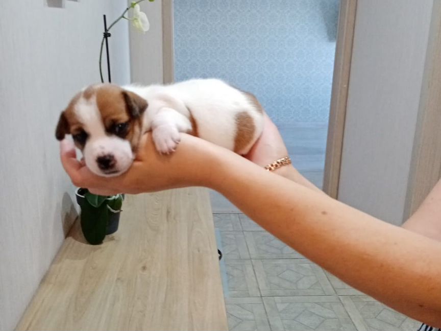 Щенок Джек Рассел терьера