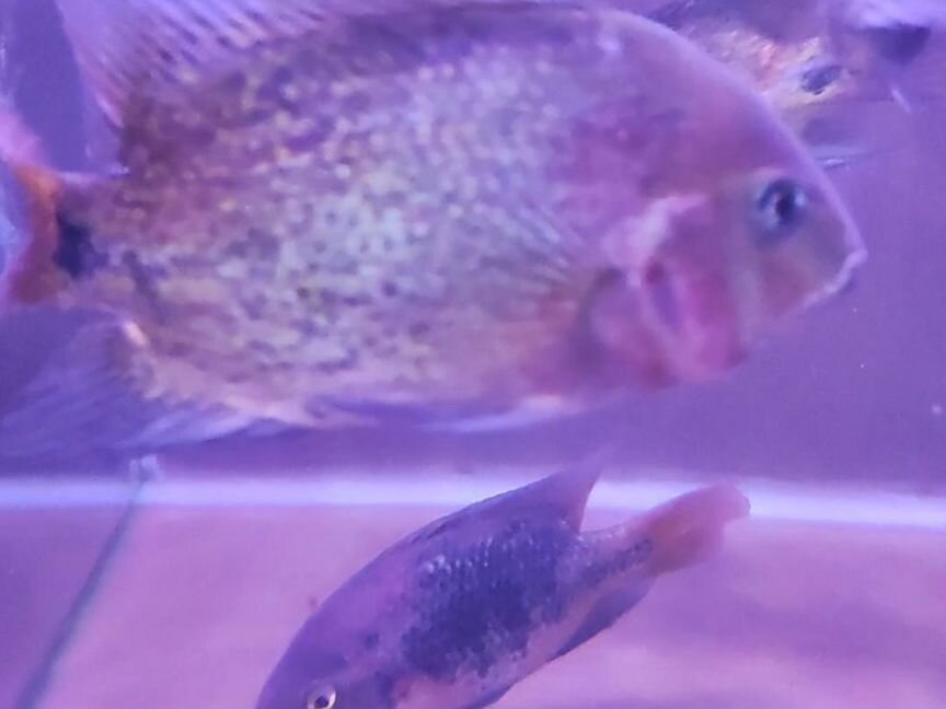 Вьеха хартвеги Vieja hartwegi 10 см +