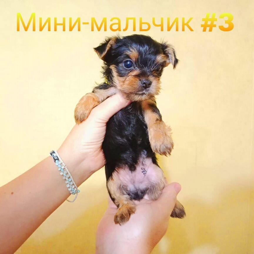 Йоркширский терьер