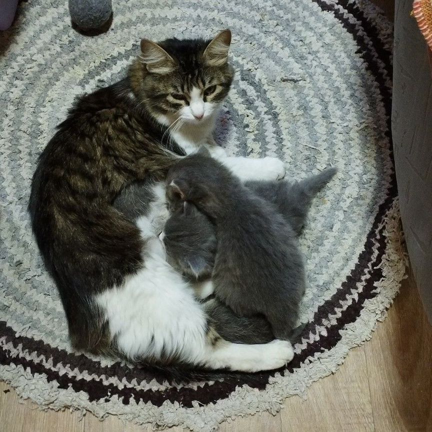 Котята в добрые руки