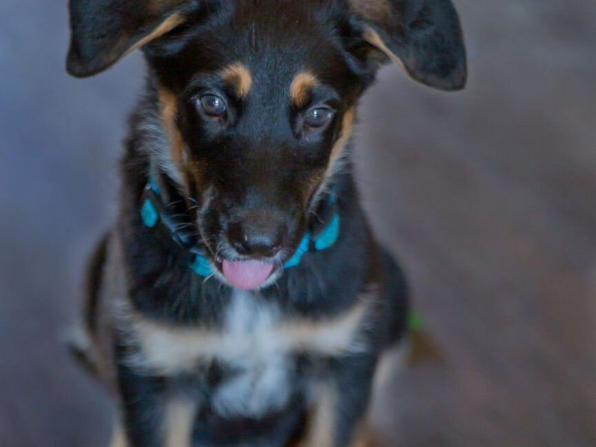 Щенок Ромео 4 месяца