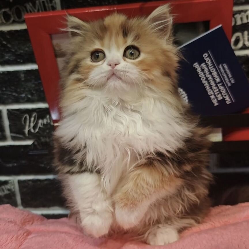 Шотландский вислоухий длинношёрстный котёнок