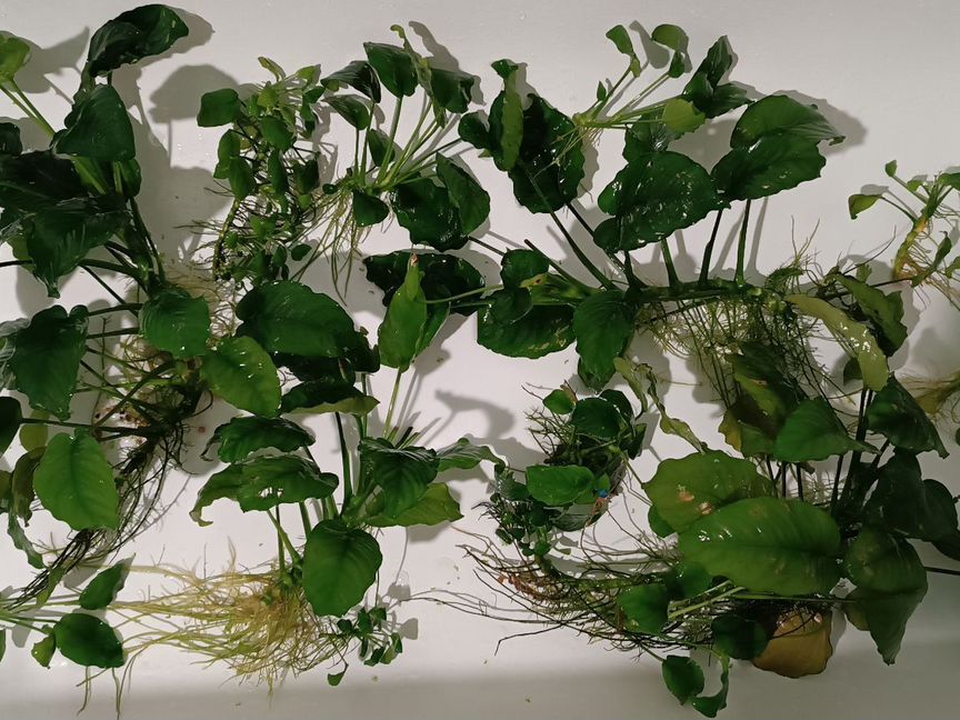 Растения Анубиса и нана