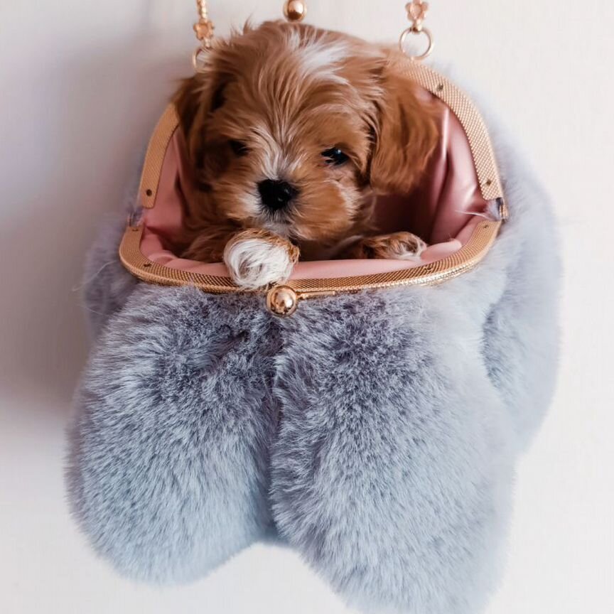 Мальтипу, щенок