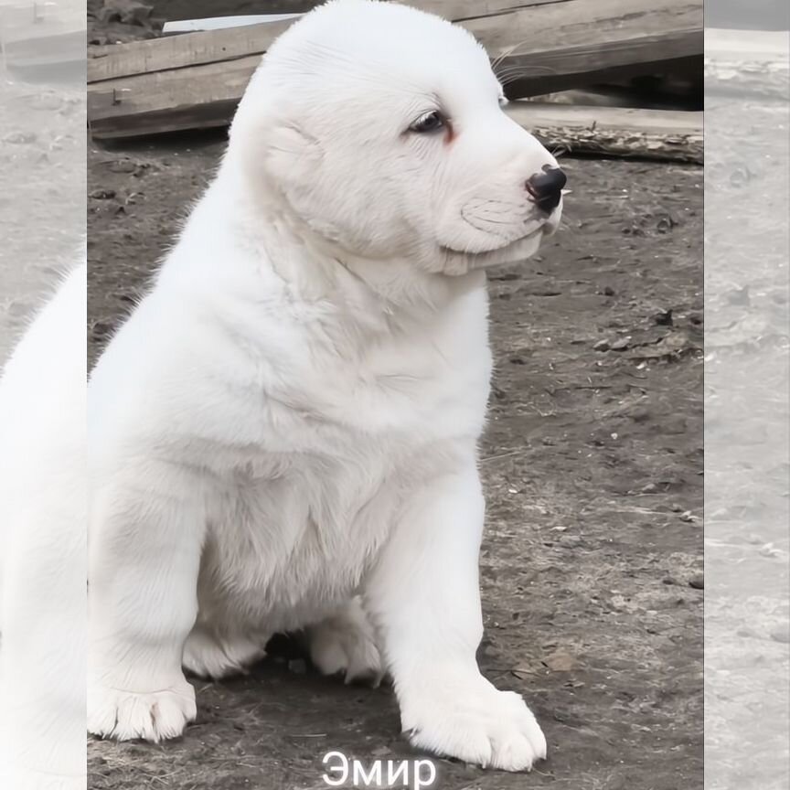 Среднеазиатская овчарка, щенок