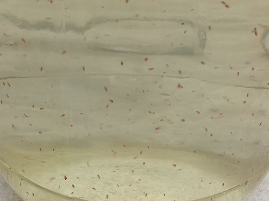 Дафния Моина живая