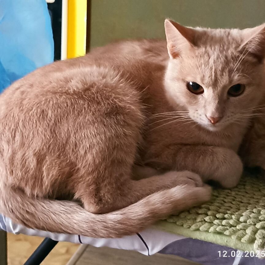 Отдам кота в добрые руки