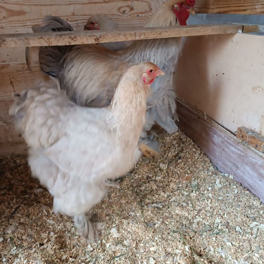 Домашняя птица