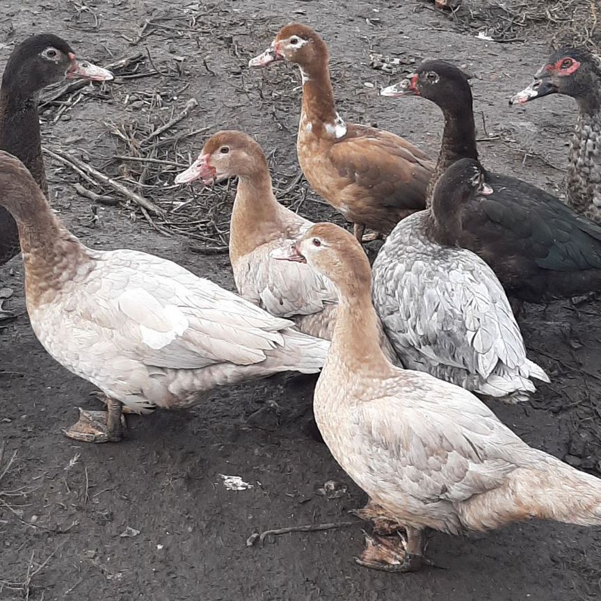 Домашние животные утка мускусная тяжелая линия